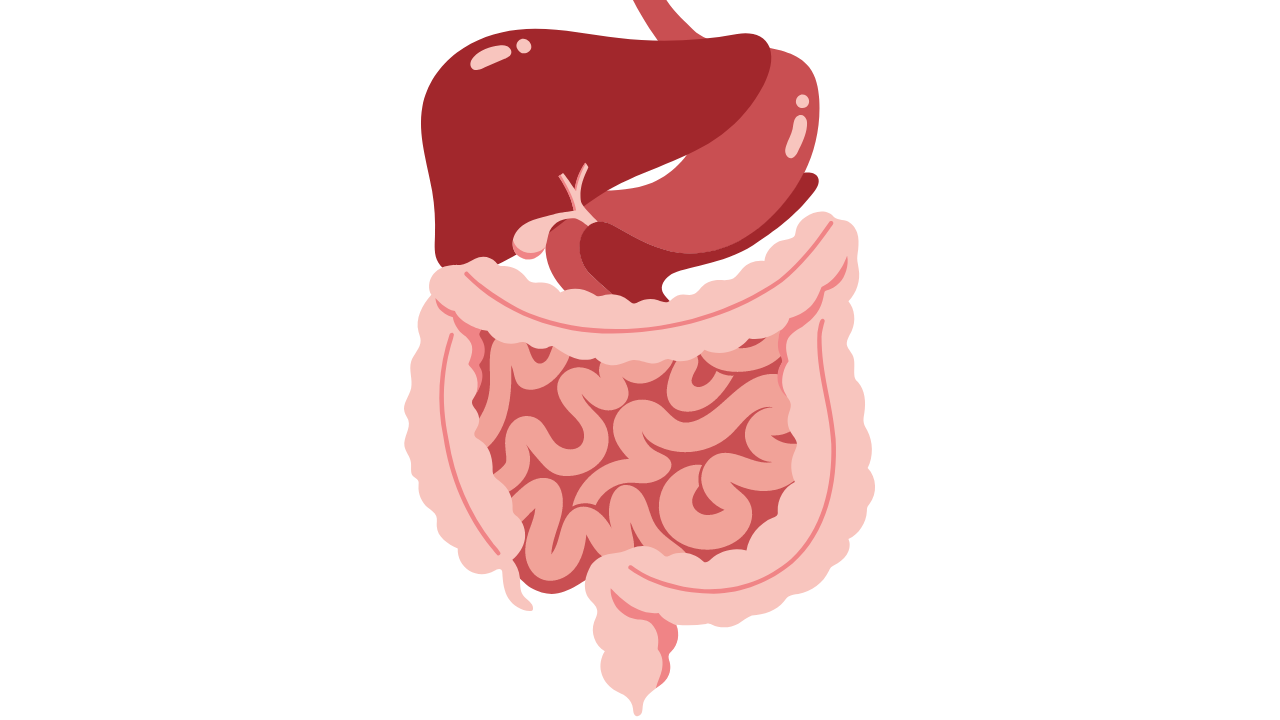 What Are The Types of Digestive Systems And Their Functions? - Medical ...
